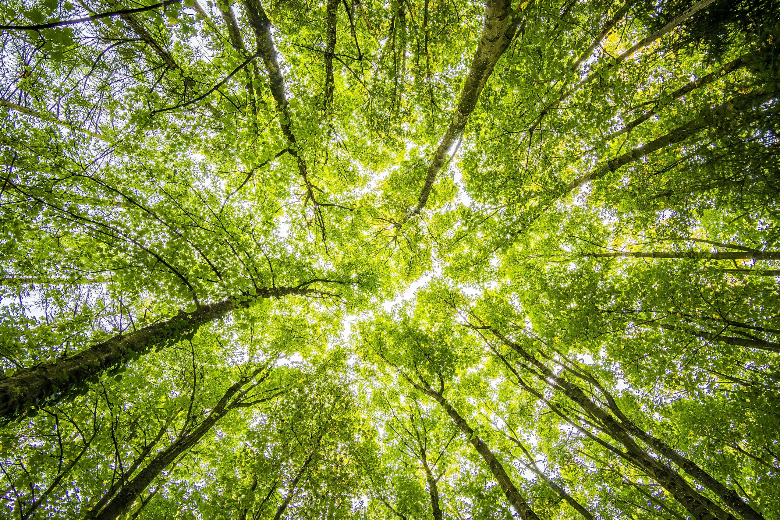 The Evolution of Cremations in Australia | Earth Direct Cremation